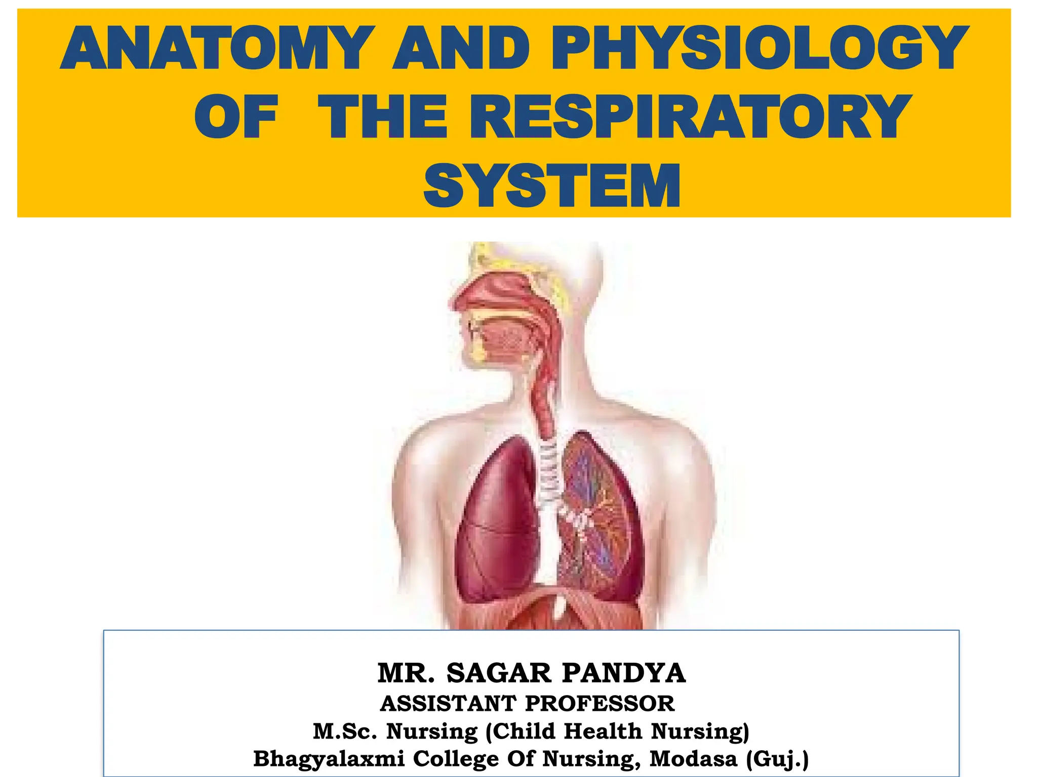 The Respiratory System: Anatomy, Functions, and Importance | PPTX