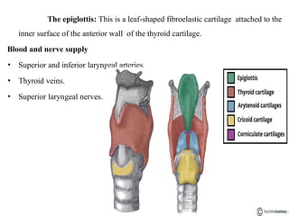 The Respiratory System: Anatomy, Functions, and Importance | PPTX
