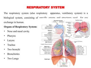 The Respiratory System: Anatomy, Functions, and Importance | PPTX