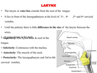The Respiratory System: Anatomy, Functions, and Importance | PPTX