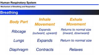 Understanding the Human Respiratory System | PPT