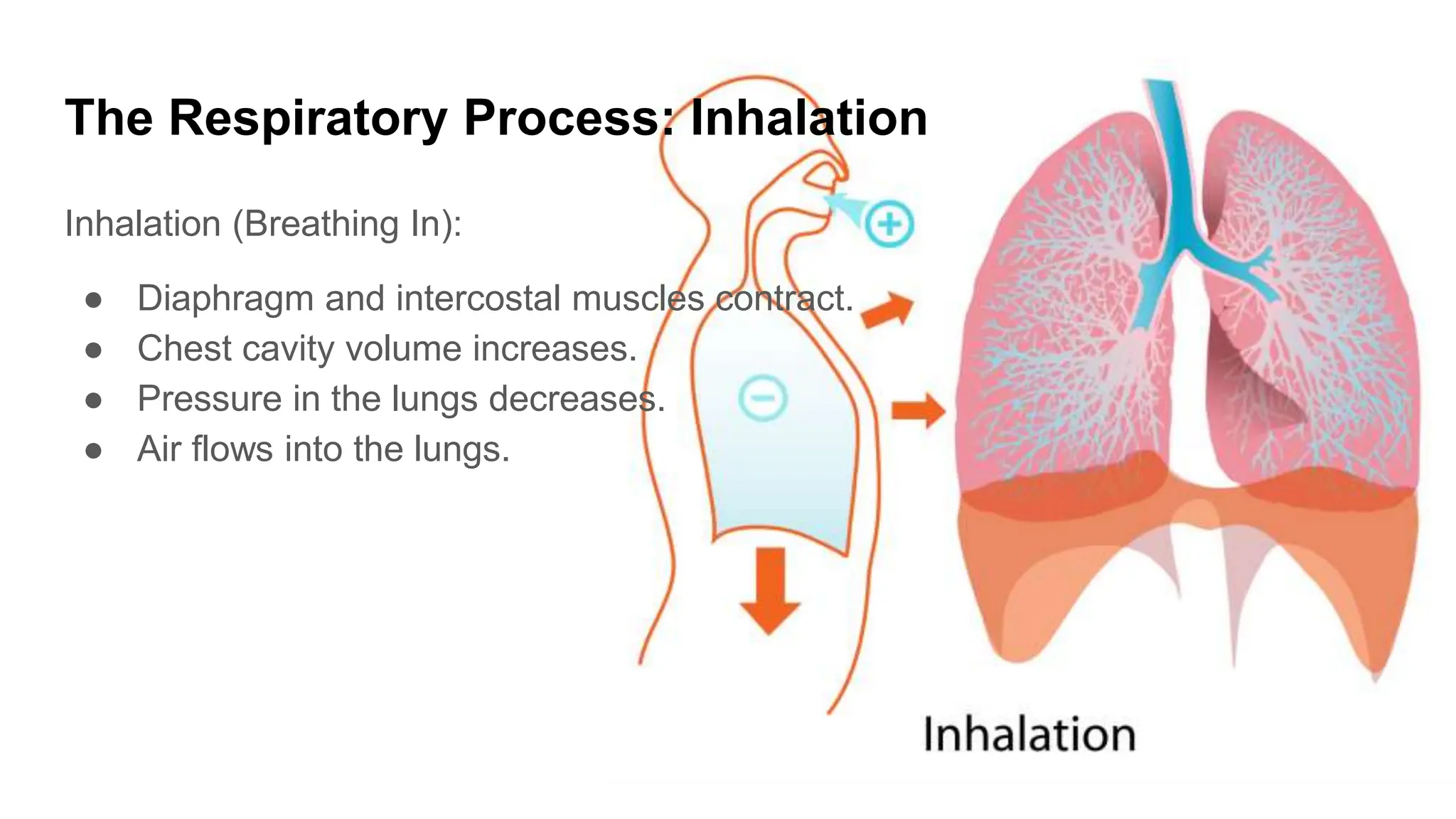 The Respiratory System- Anatomy & Physiology.pptx