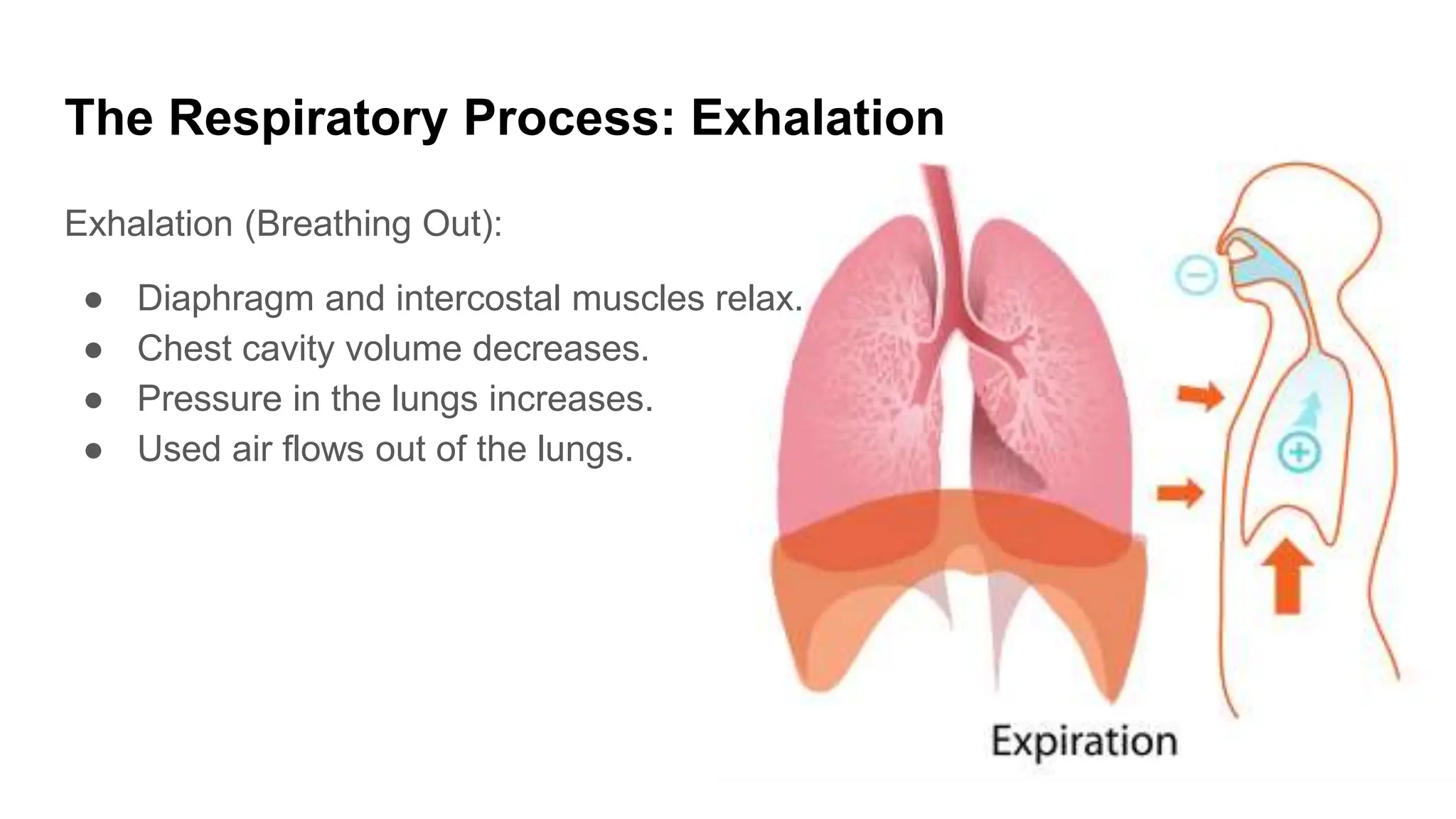 The Respiratory System- Anatomy & Physiology.pptx