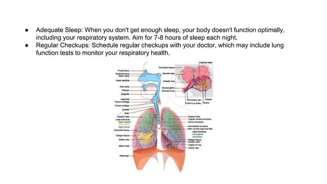 The Respiratory System- Anatomy & Physiology.pptx