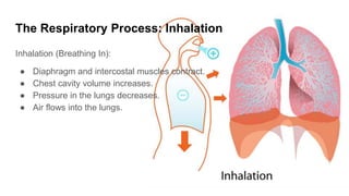The Respiratory System- Anatomy & Physiology.pptx