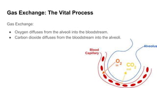 The Respiratory System- Anatomy & Physiology.pptx