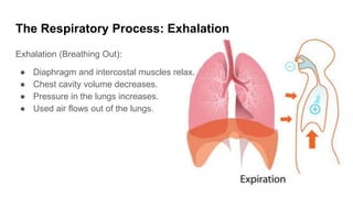 The Respiratory System- Anatomy & Physiology.pptx