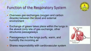 The Respiratory System- WEEK 1.pptx