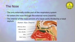 The Respiratory System- WEEK 1.pptx