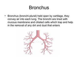The respiratory system 1 | PPT | Lung and Respiratory Health | Diseases ...