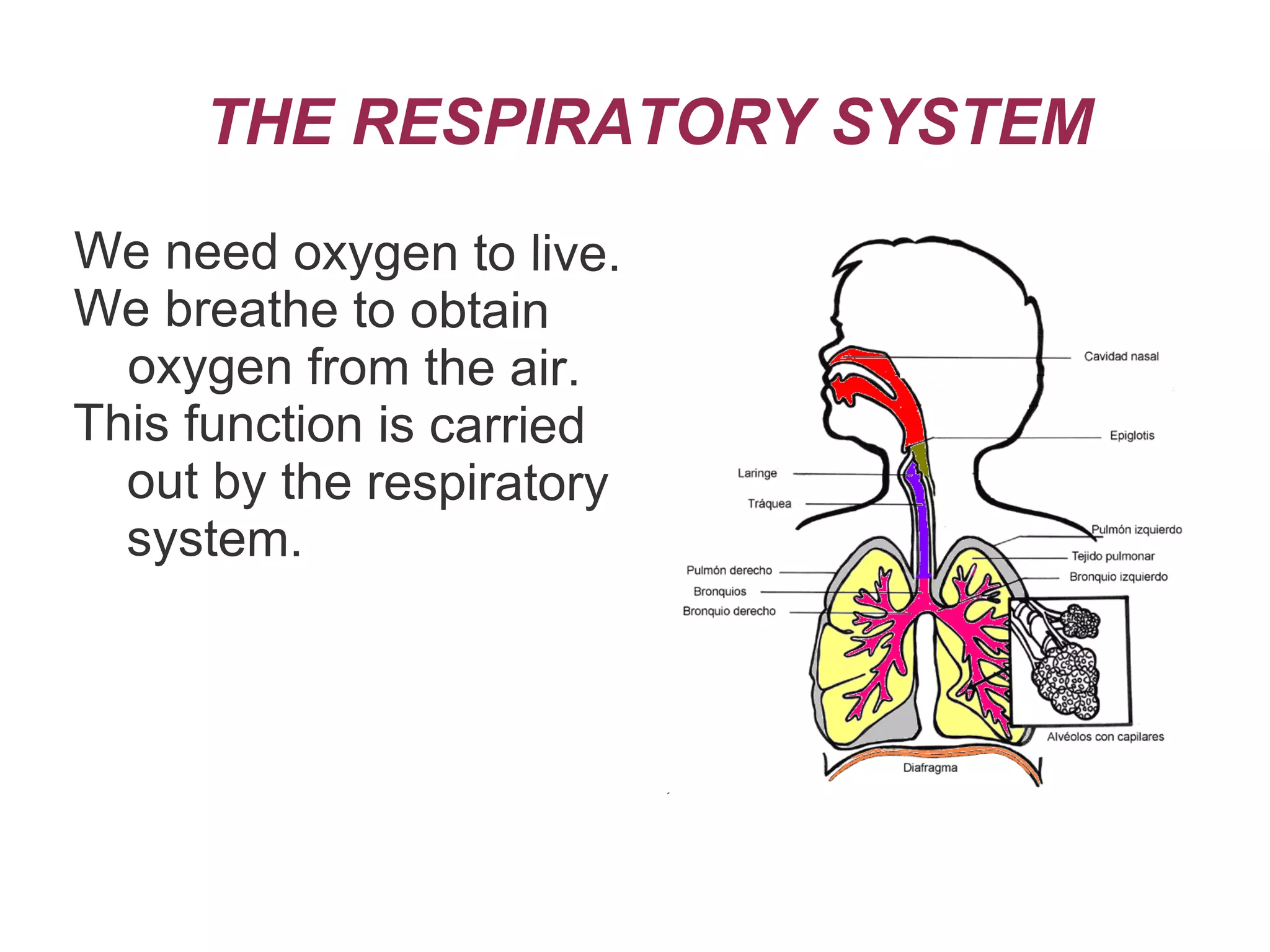 The respiratory system 2 | ODP