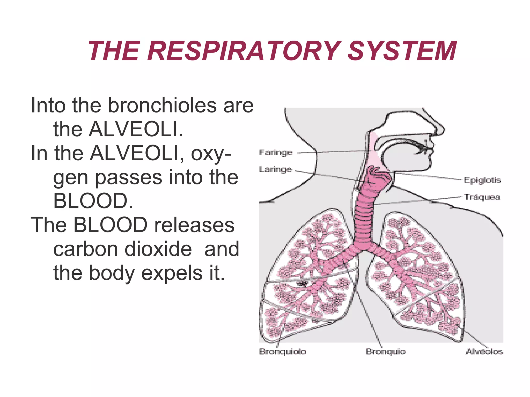 The respiratory system 2 | ODP