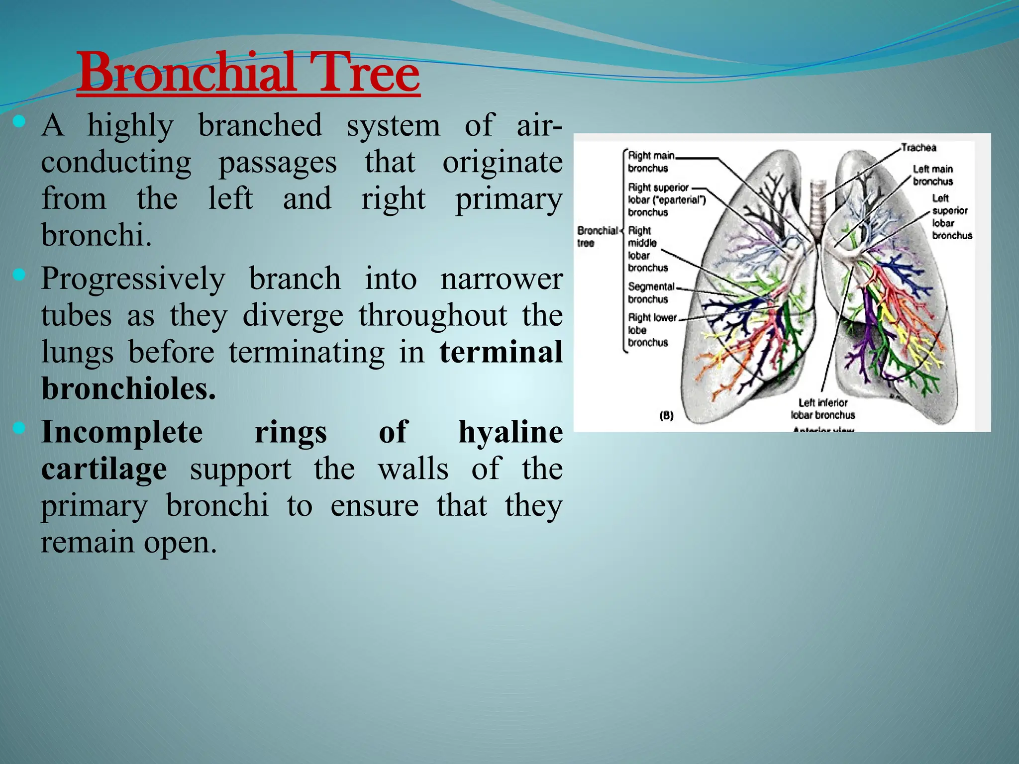 The Respiratory System (Anatomy & Histology).pptx