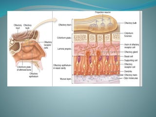The Respiratory System (Anatomy & Histology).pptx