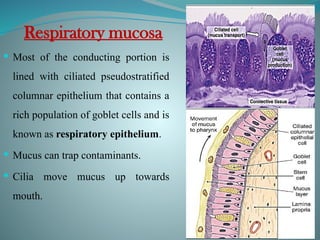 The Respiratory System (Anatomy & Histology).pptx