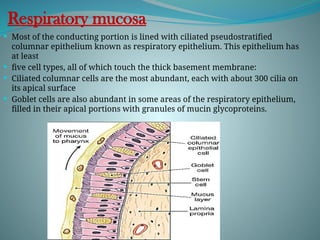 The Respiratory System (Anatomy & Histology).pptx