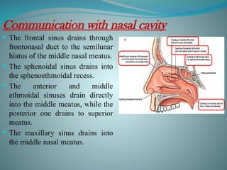 The Respiratory System (Anatomy & Histology).pptx