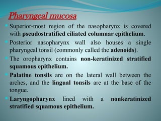 The Respiratory System (Anatomy & Histology).pptx