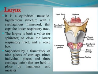 The Respiratory System (Anatomy & Histology).pptx