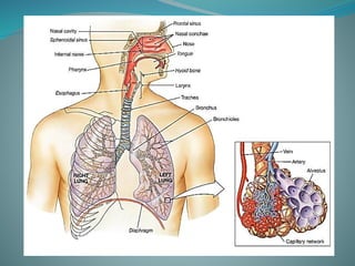 The Respiratory System (Anatomy & Histology).pptx
