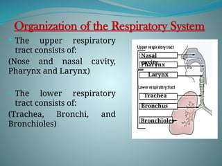 The Respiratory System (Anatomy & Histology).pptx