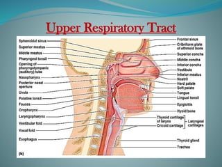 The Respiratory System (Anatomy & Histology).pptx