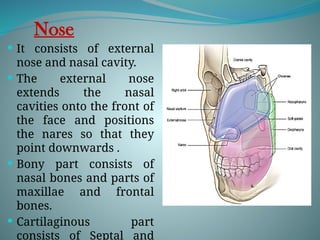 The Respiratory System (Anatomy & Histology).pptx