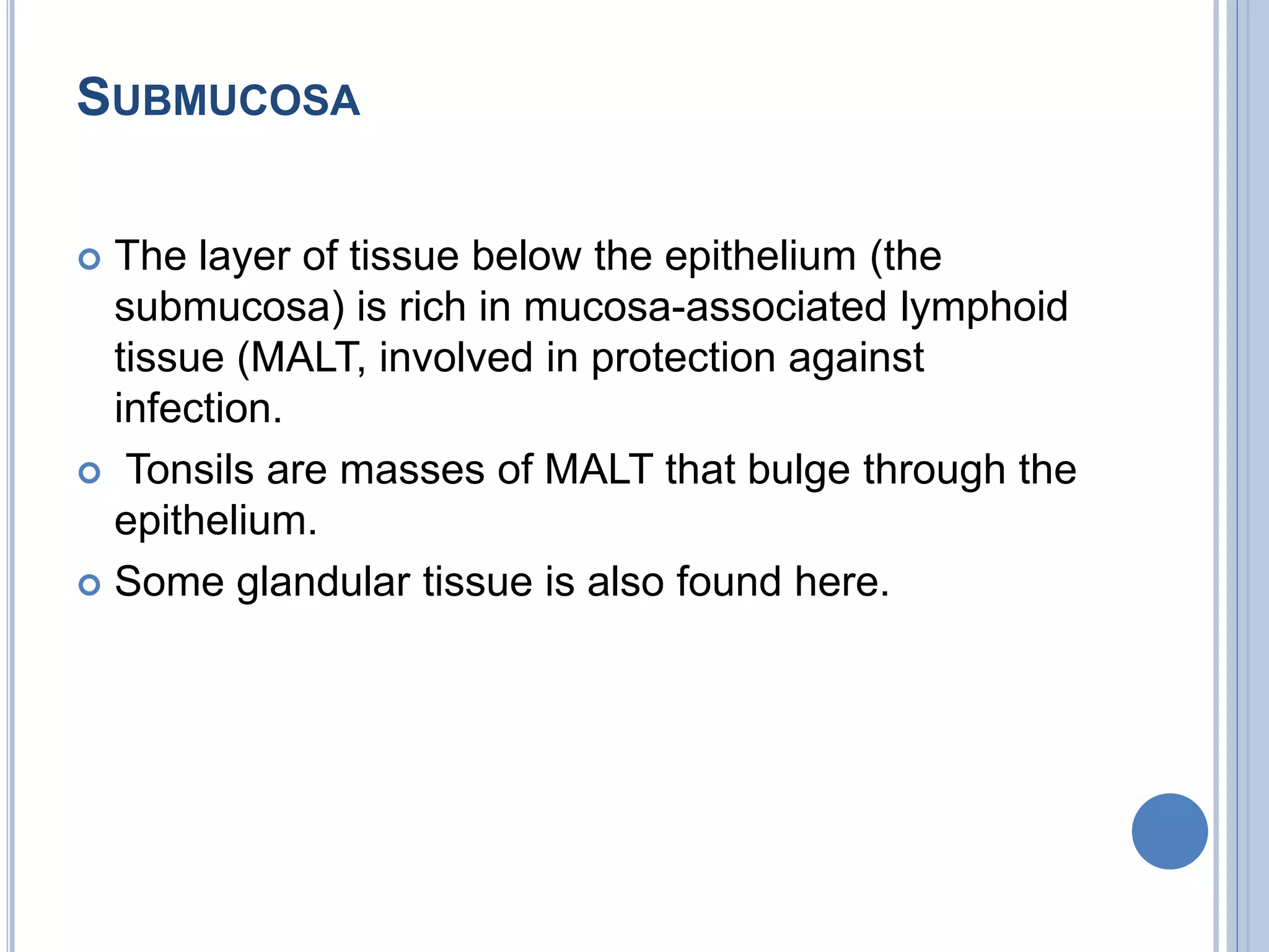 The respiratory system [Autosaved].pptx