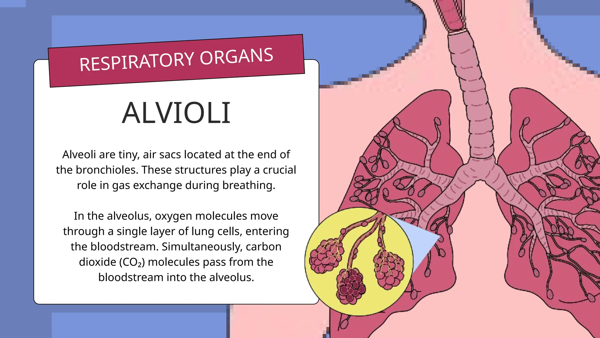 The Respiratory System Educational Presentation in Blue, Yellow, and ...