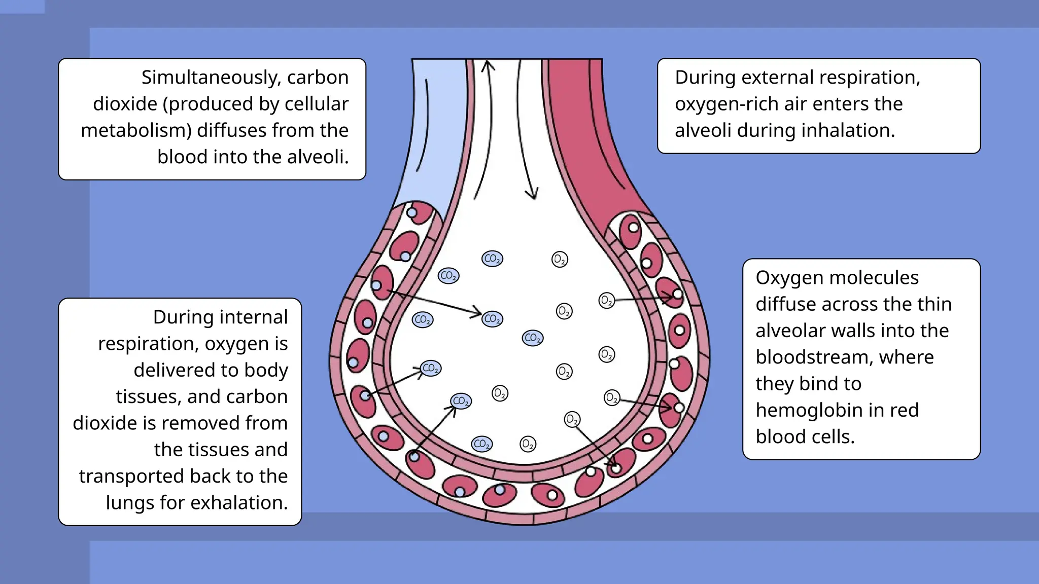 The Respiratory System Educational Presentation in Blue, Yellow, and ...