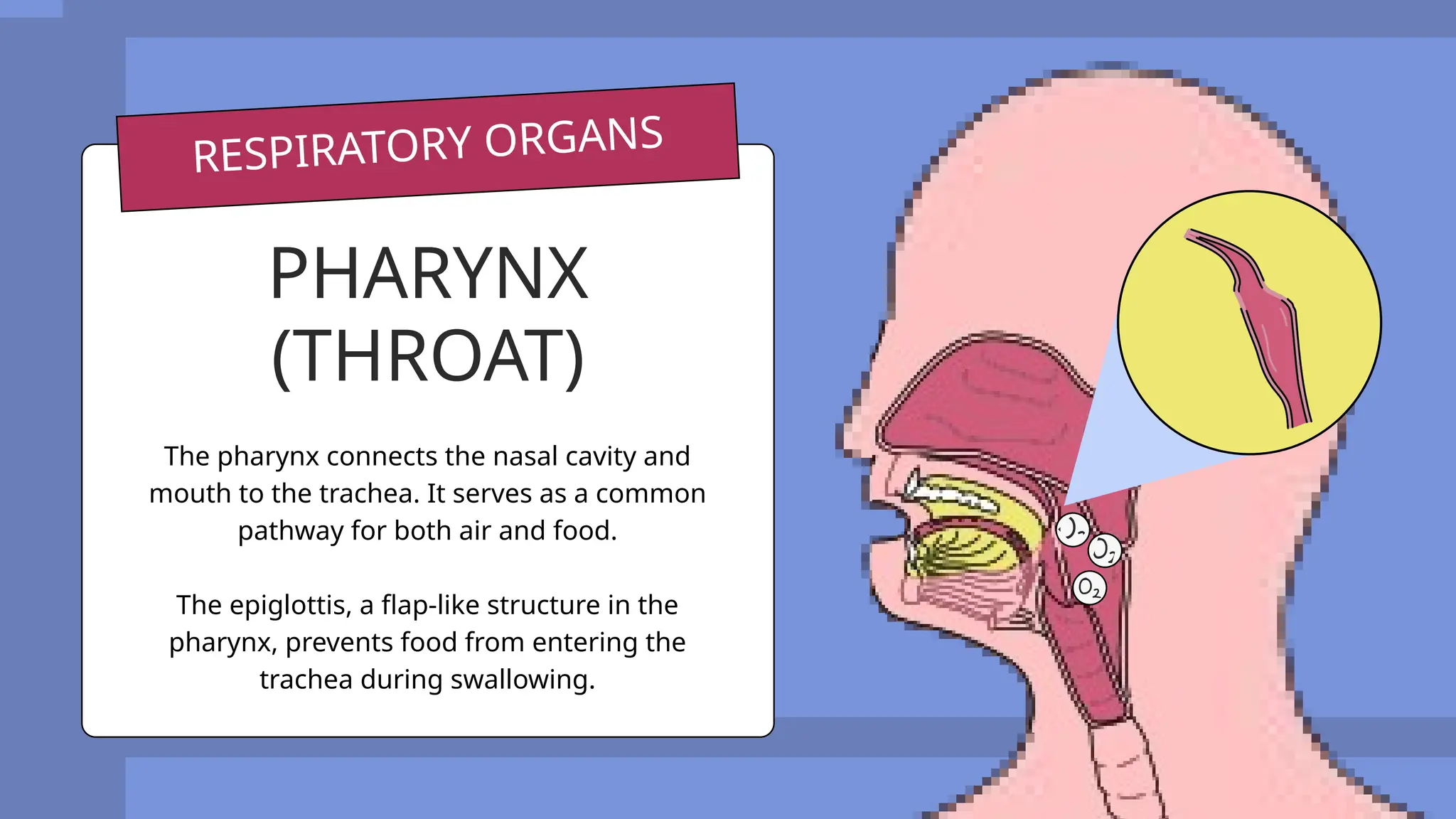The Respiratory System Educational Presentation in Blue, Yellow, and ...