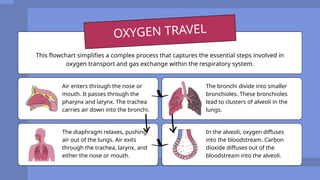 The Respiratory System Educational Presentation in Blue, Yellow, and ...
