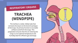 The Respiratory System Educational Presentation in Blue, Yellow, and ...