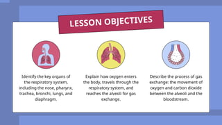 The Respiratory System Educational Presentation in Blue, Yellow, and ...