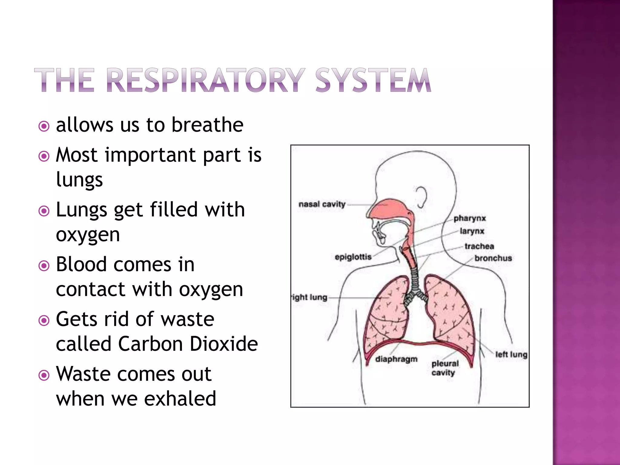 The respiratory system power point | PPTX