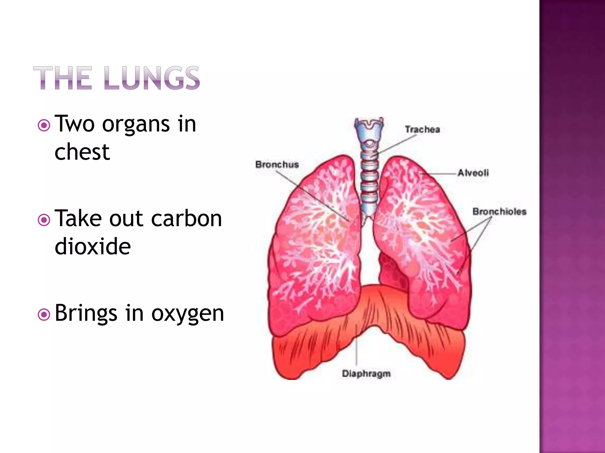 The respiratory system power point | PPTX