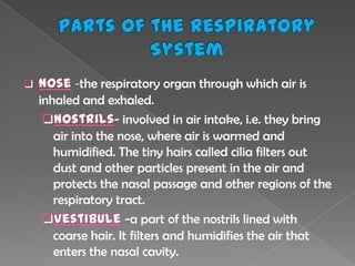 The respiratory system report xxxx | PPTX
