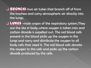 The respiratory system report xxxx | PPTX