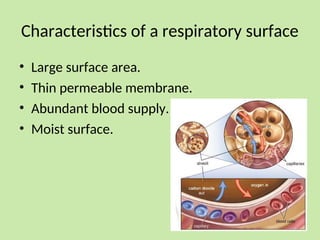 THE RESPIRATORY SYSTEM updated students.ppt