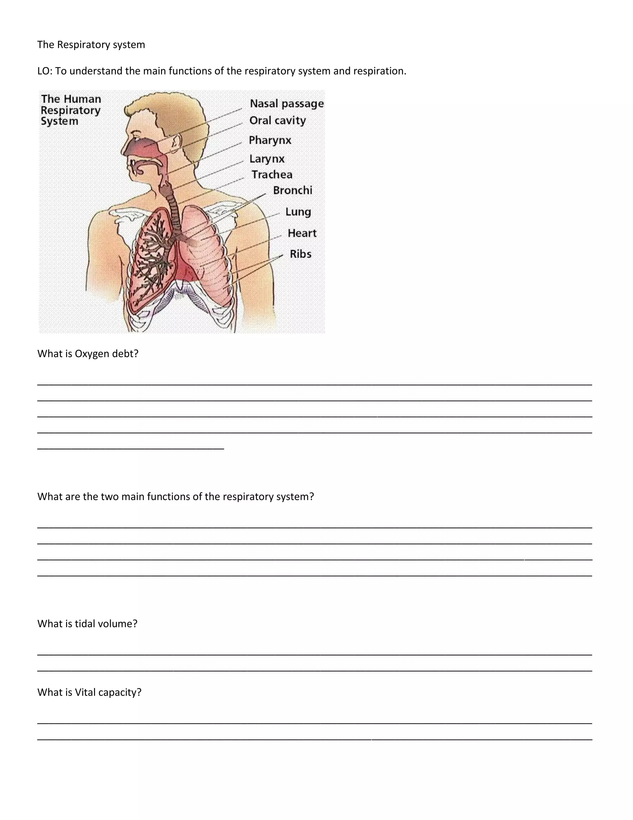 The respiratory system worksheet 1. | PDF