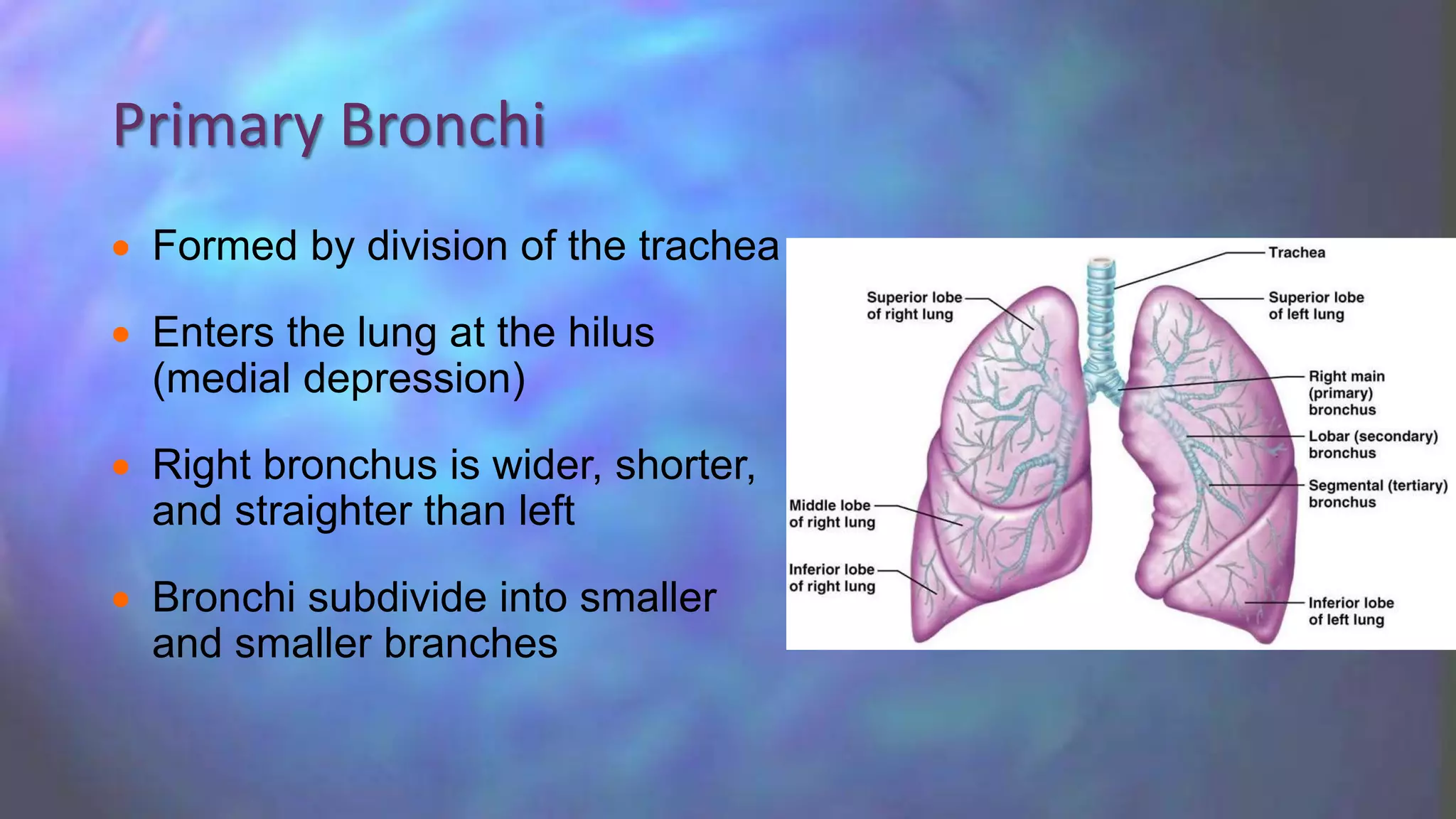 The Respiratory System | PPTX