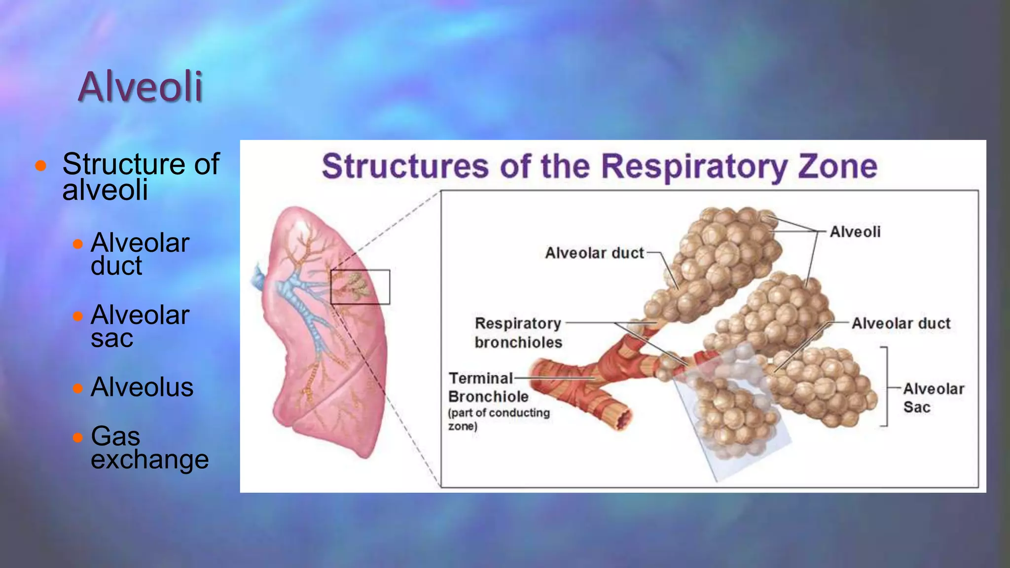 The Respiratory System | PPTX