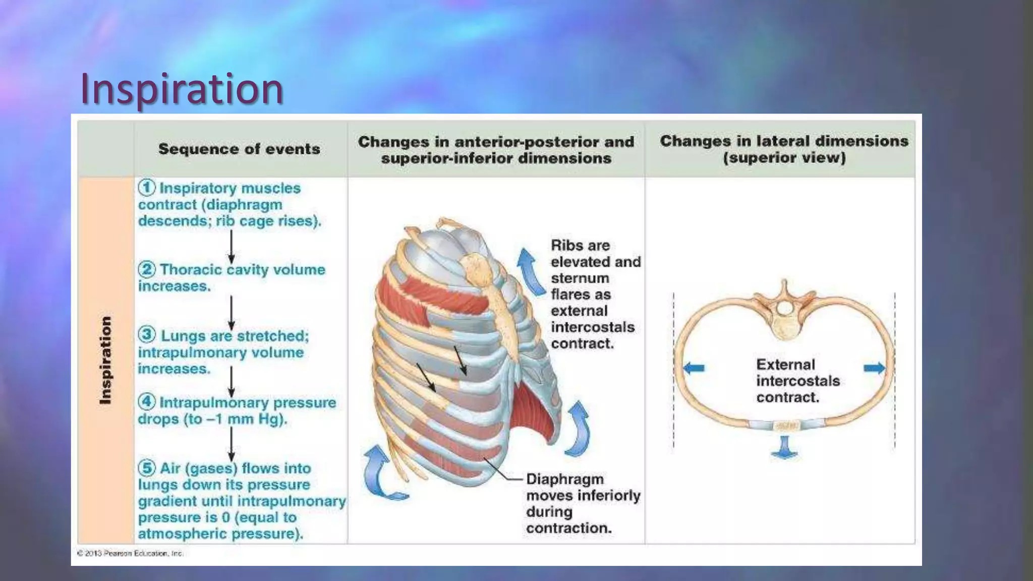 The Respiratory System | PPTX