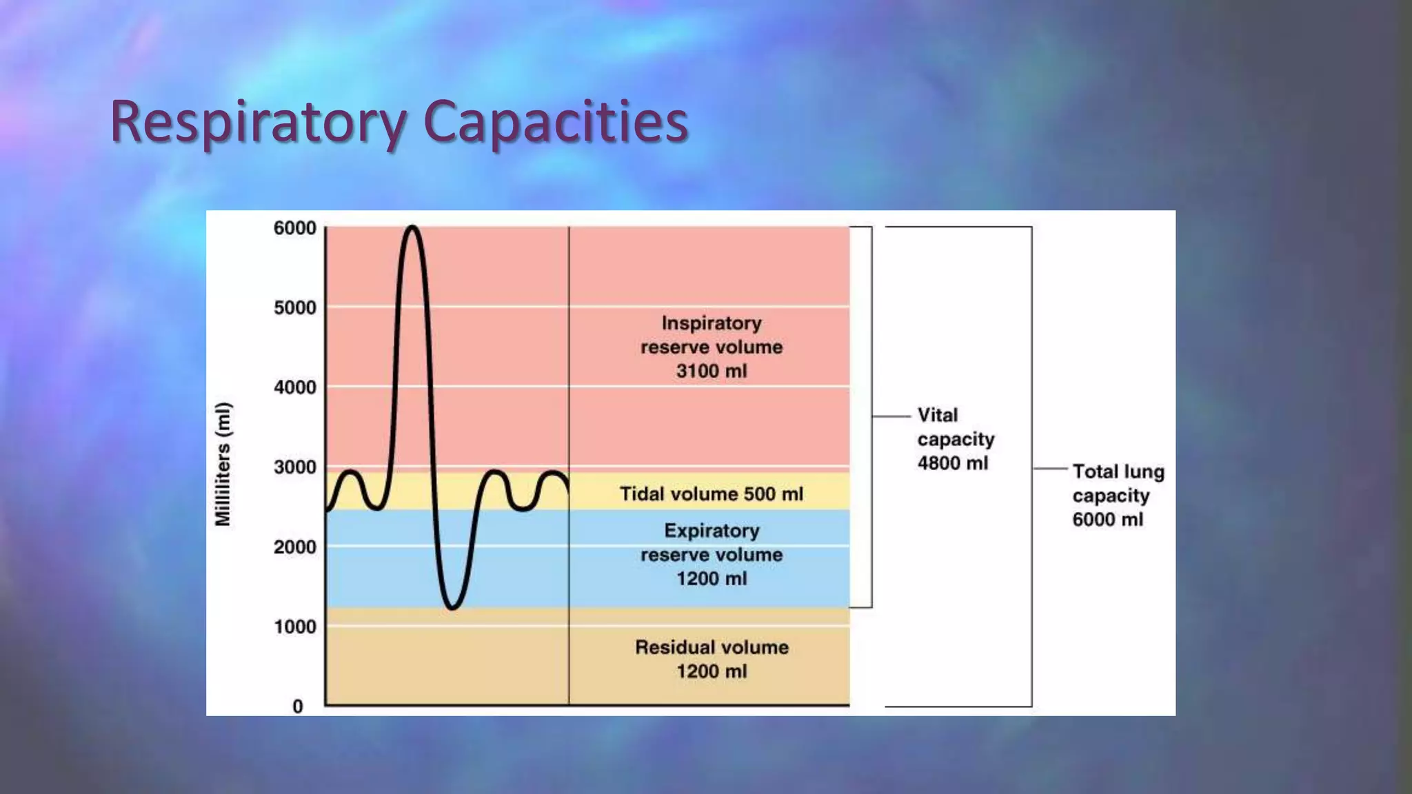 The Respiratory System | PPTX