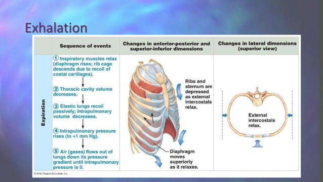 The Respiratory System | PPTX