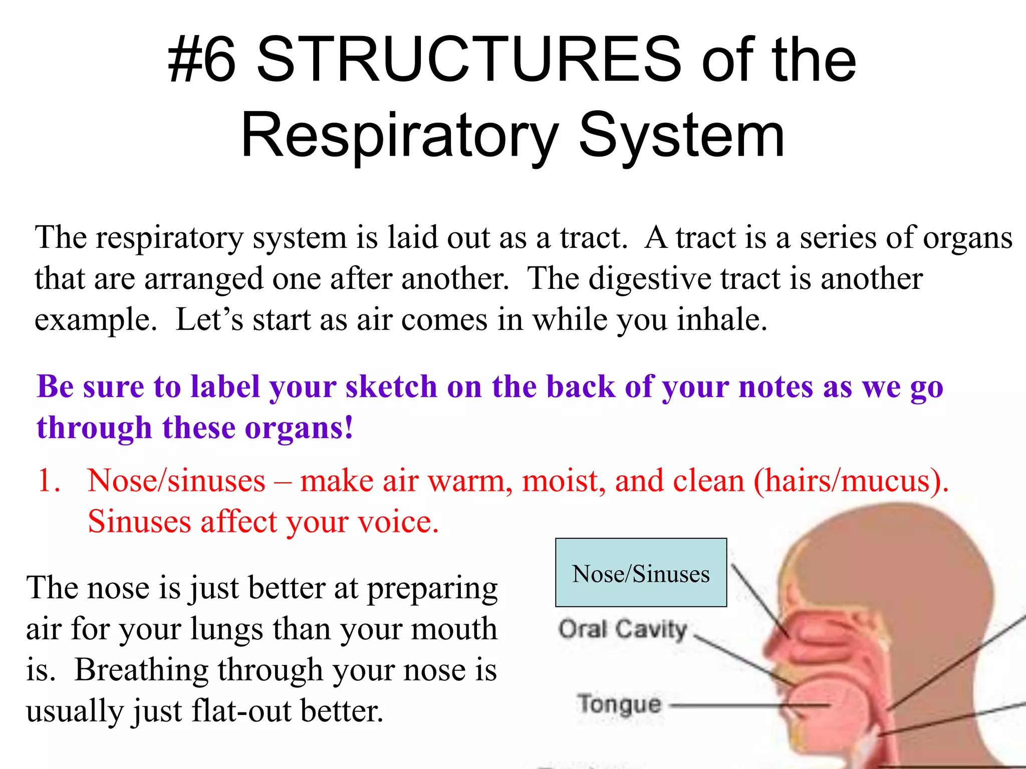 The Respitory System.ppt | Lung and Respiratory Health | Diseases and ...