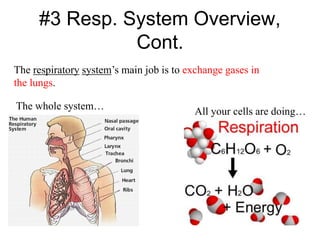 The Respitory System.ppt | Lung and Respiratory Health | Diseases and ...