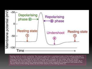 The Resting Potential And The Action Potential | PPTX