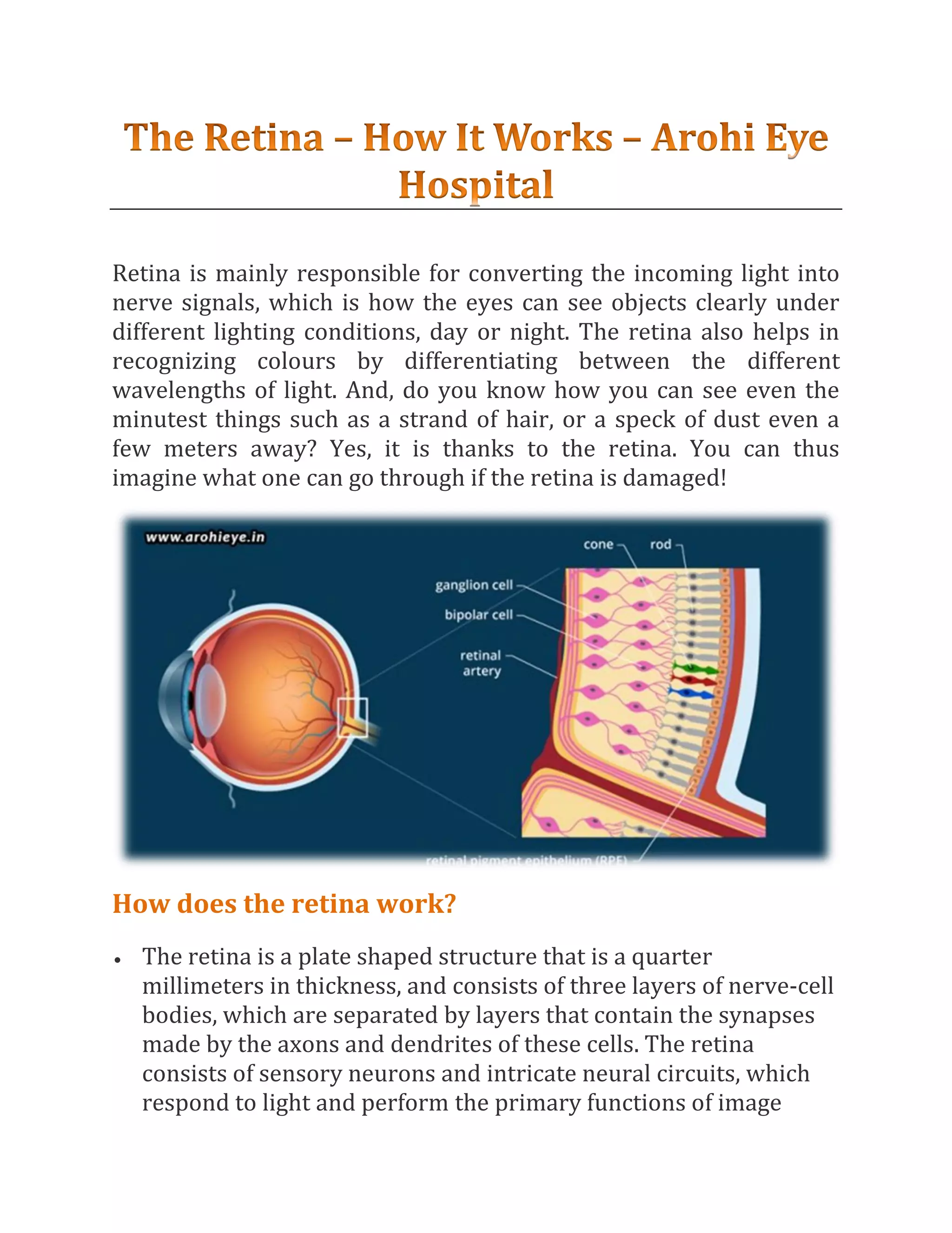 The retina how it works | PDF