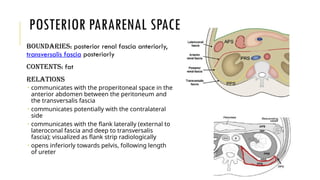 The Anatomy and Pathologies of the Retroperitoneum | PPTX